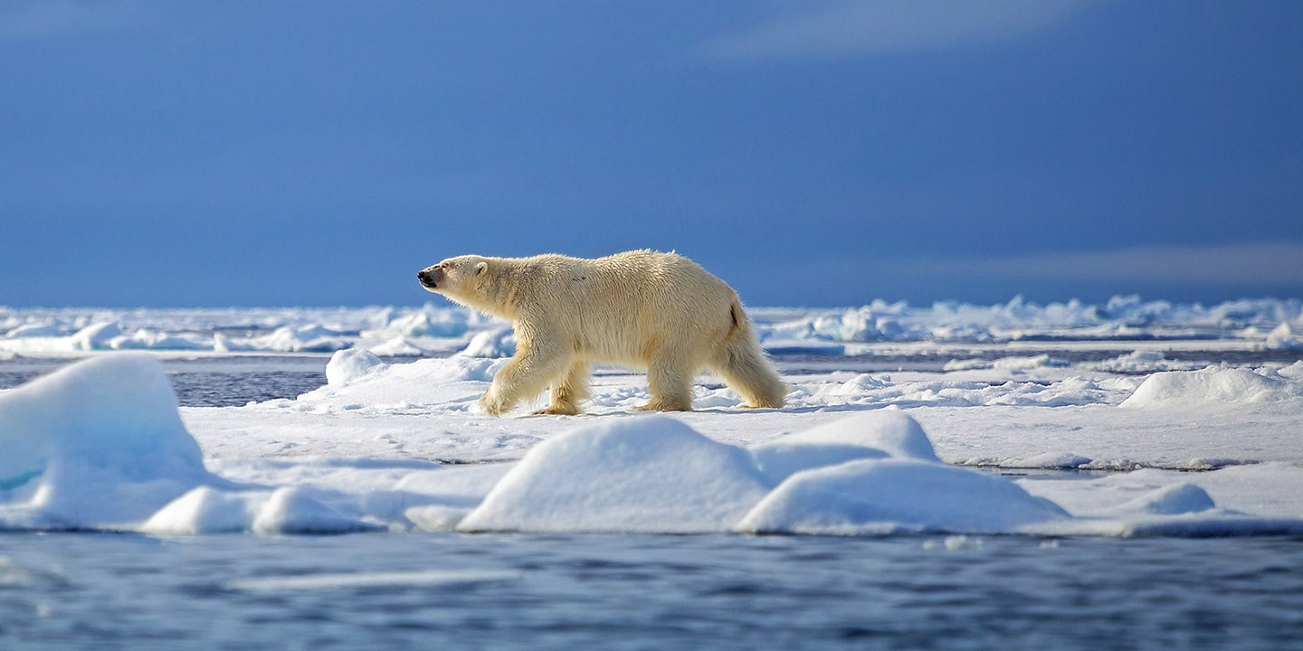 Antarctica & Arctic Destination Guide